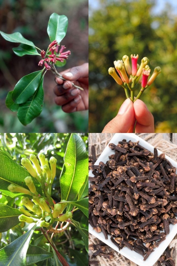 Grow Your Own Cloves: From Seed to Spice with Ease - Plantisima