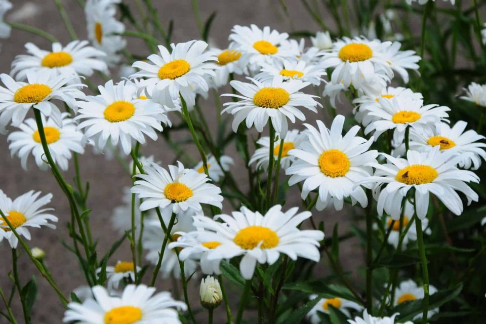 The 22 Longest-Blooming Perennial Flowers for Lasting Beauty