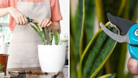 How to Trim Your Snake Plant for Crazy Growth - Plantisima