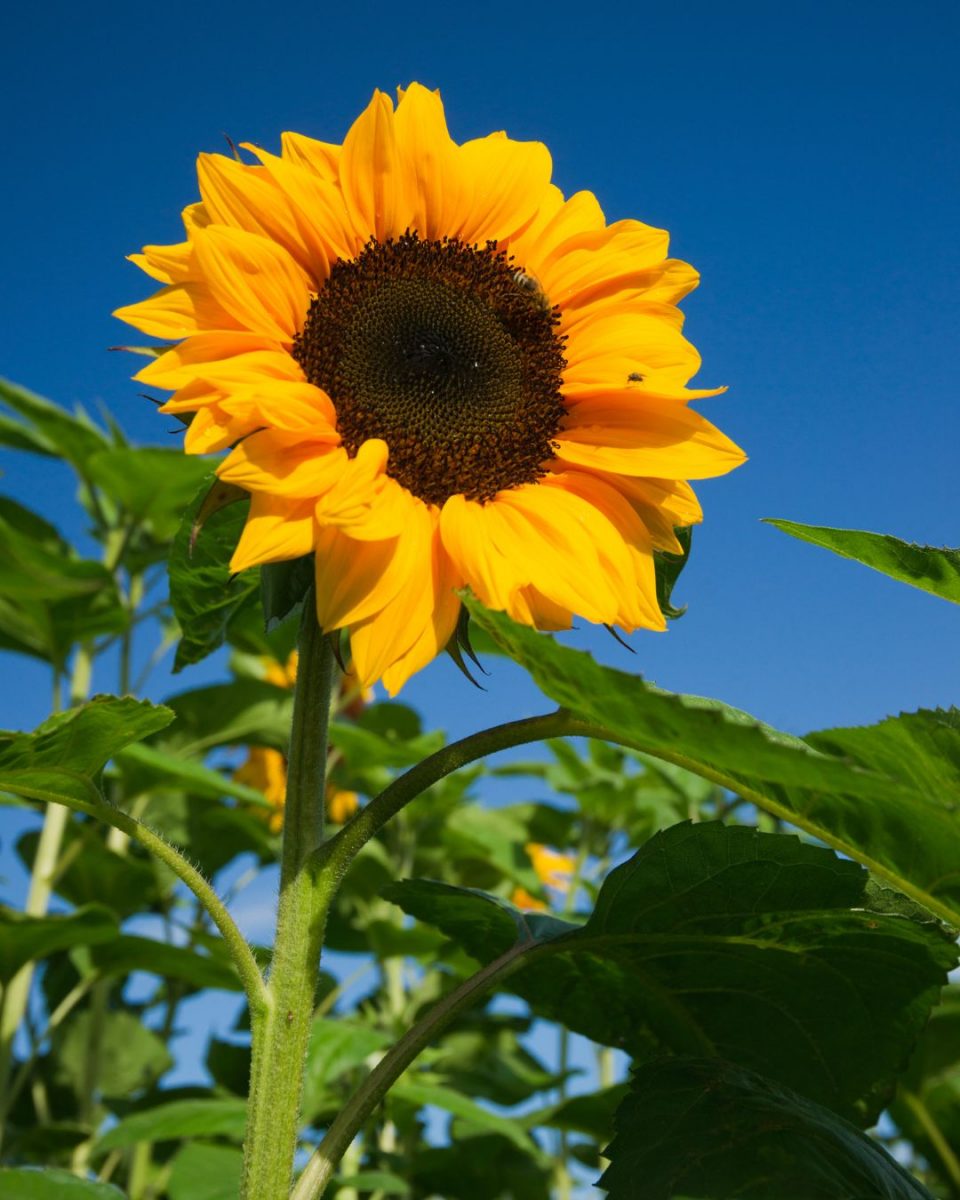 Some Say Direct Sowing Is Best - Here Are 10 Flower Seeds to Prove It ...