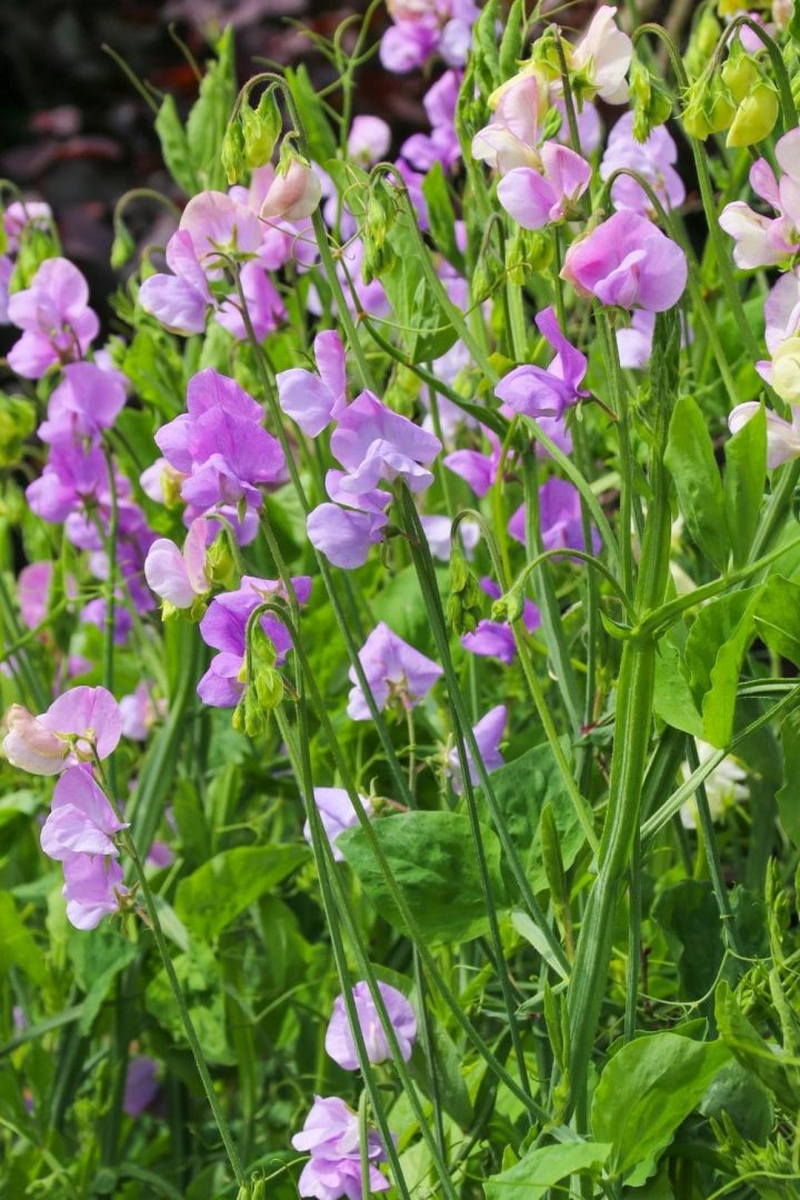 Some Say Direct Sowing Is Best - Here Are 10 Flower Seeds to Prove It ...