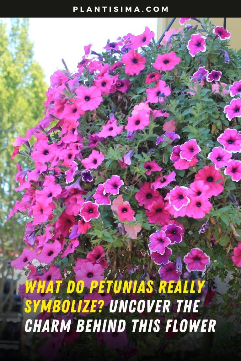 Discover the Meaning Behind Petunias: What Makes Them So Special ...