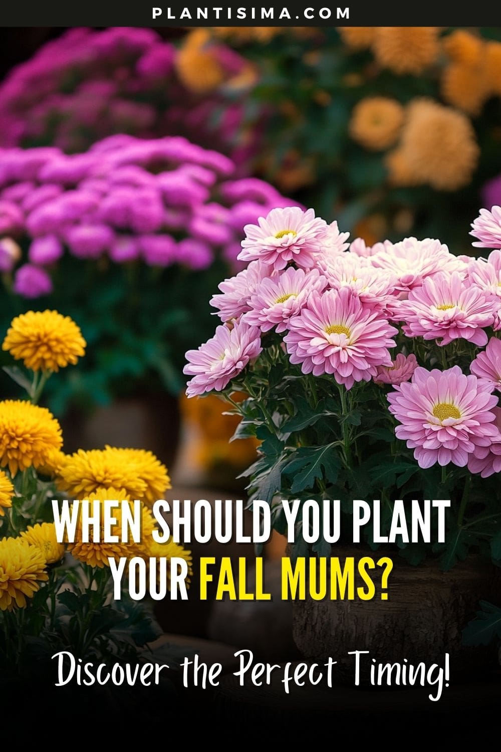 When Should You Plant Your Fall Mums? Discover the Perfect Timing ...
