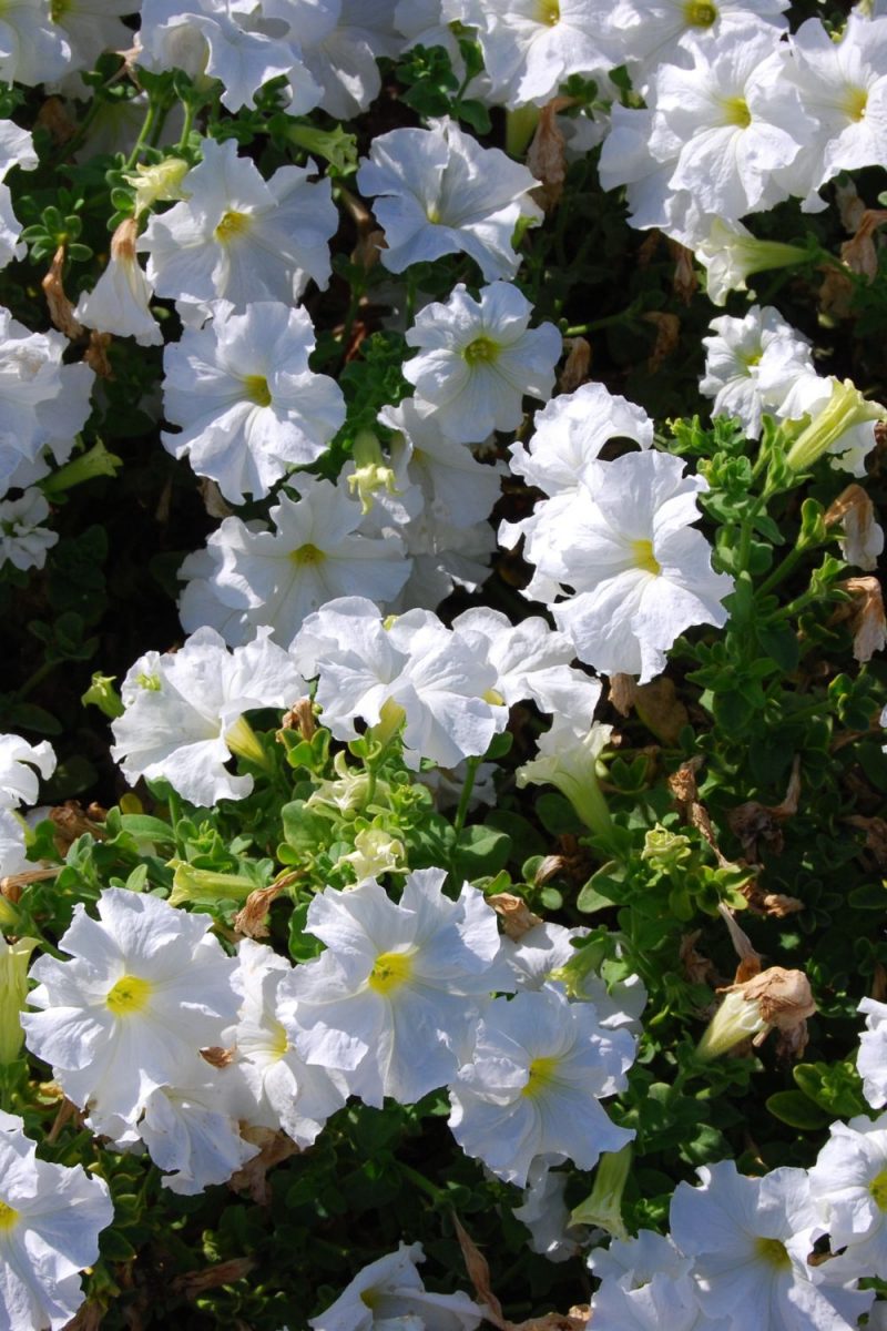 Discover the Meaning Behind Petunias: What Makes Them So Special ...