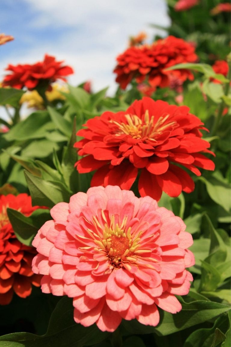 Plant Zinnias at Just the Right Time and Get a Garden Full of Stunning ...