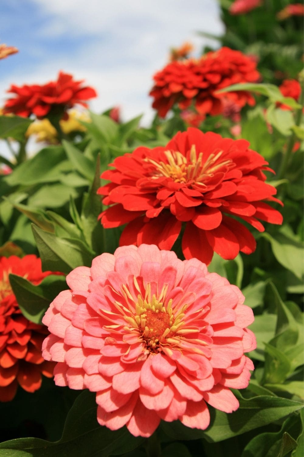 Plant Zinnias at Just the Right Time and Get a Garden Full of Stunning ...