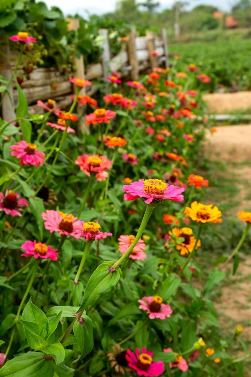 Plant Zinnias at Just the Right Time and Get a Garden Full of Stunning ...