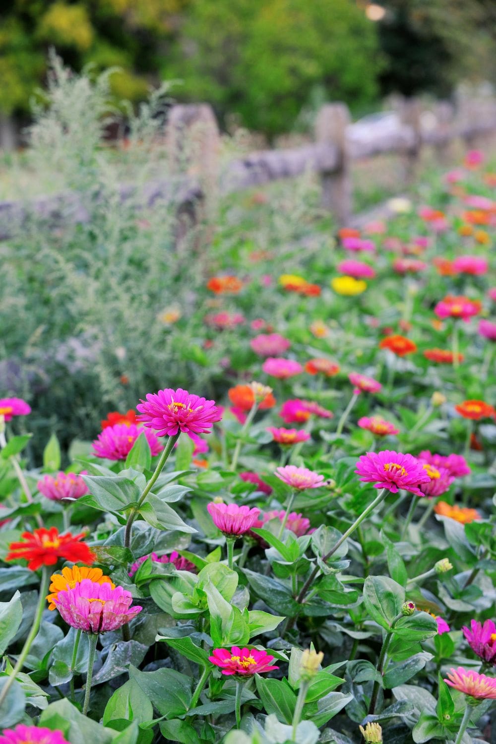 Plant Zinnias at Just the Right Time and Get a Garden Full of Stunning ...