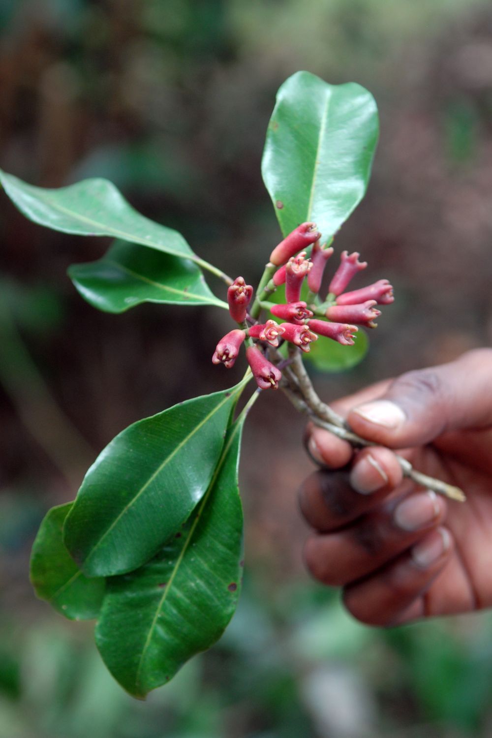 Grow Your Own Cloves: From Seed to Spice with Ease - Plantisima