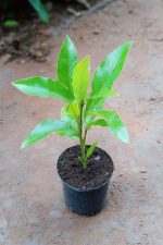 Grow Your Own Cloves: From Seed to Spice with Ease