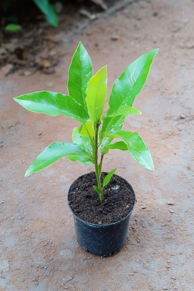 Grow Your Own Cloves: From Seed to Spice with Ease