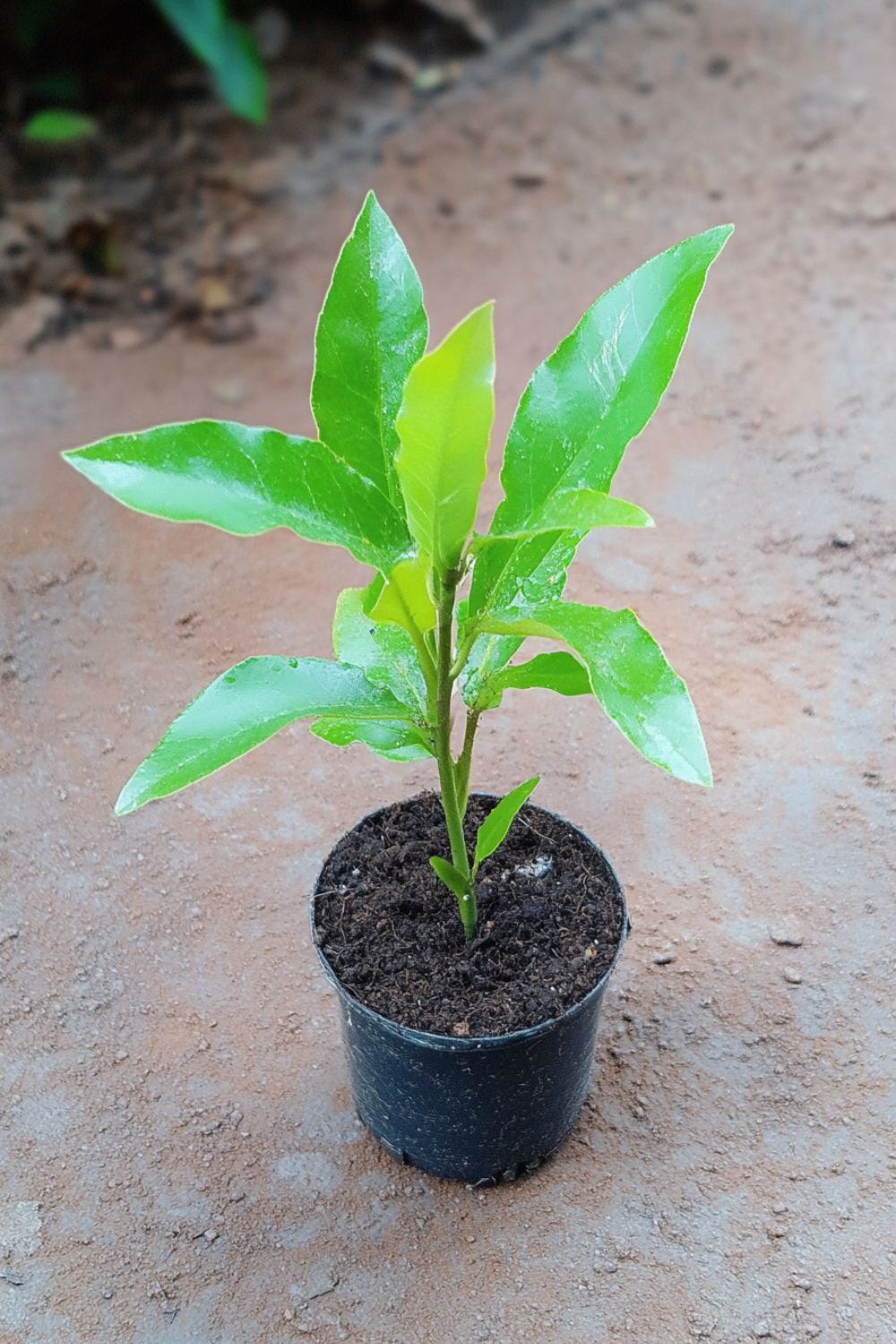 Grow Your Own Cloves: From Seed to Spice with Ease