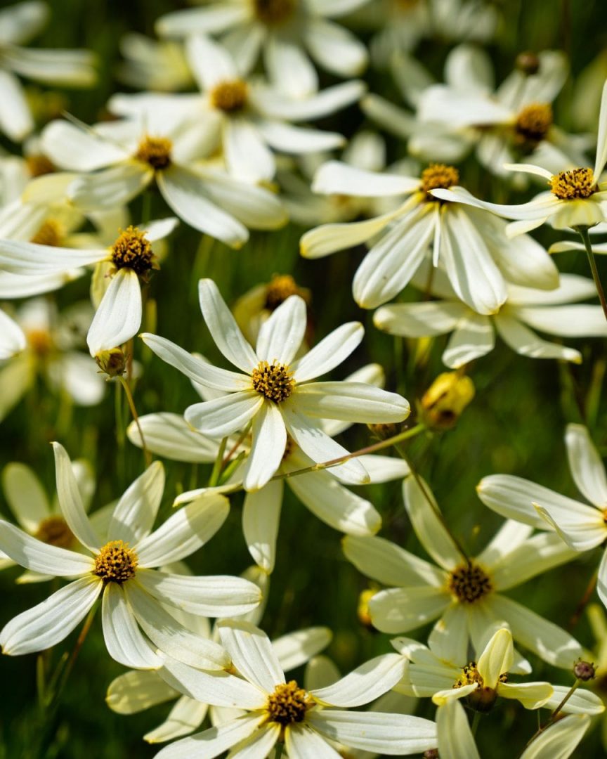 The 22 Longest-Blooming Perennial Flowers for Lasting Beauty