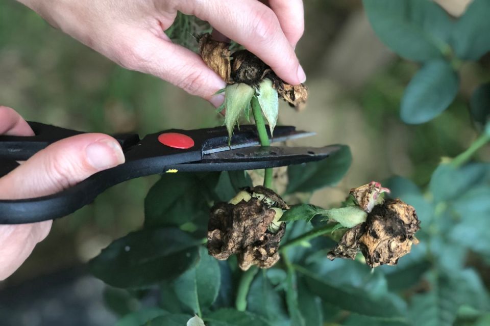 8 Steps to Winterize Your Rose Bushes for Better Blooms Next Year