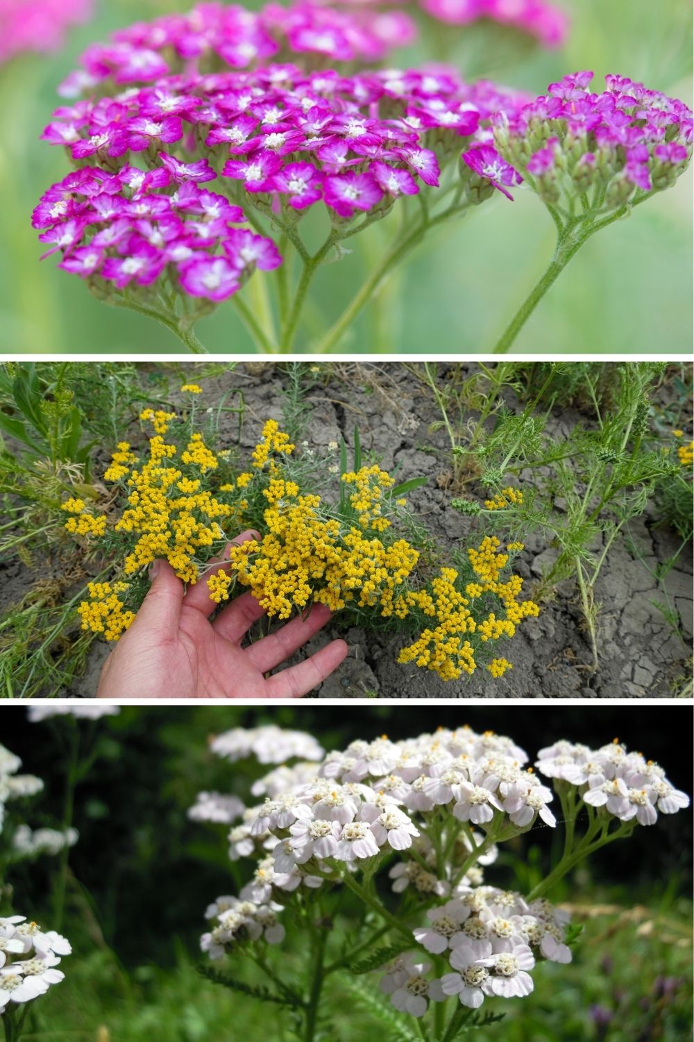Is Yarrow Herb the Most Underrated Plant in the World? Discover Its ...