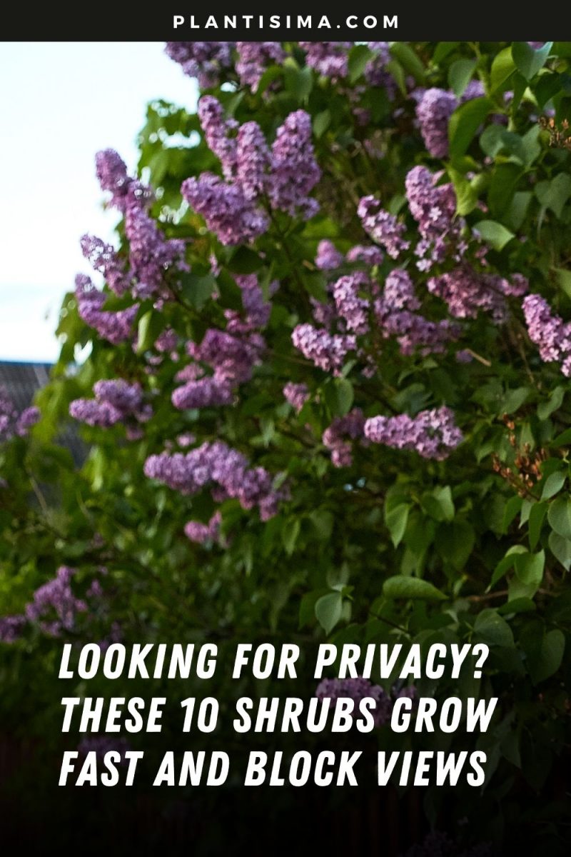 Looking for Privacy? These 14 Shrubs Grow Fast and Block Views - Plantisima
