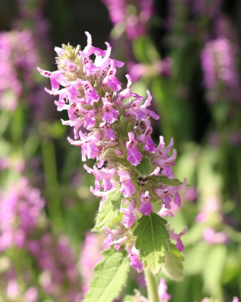 The 22 Longest-Blooming Perennial Flowers for Lasting Beauty