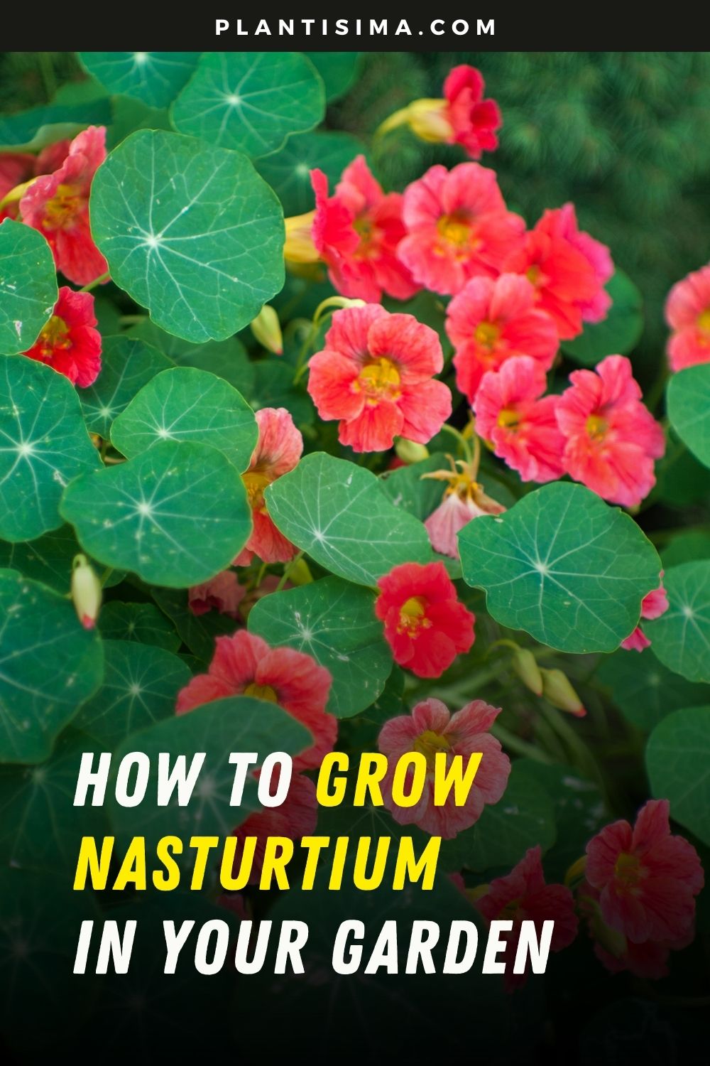 Unleashing the Beauty and Flavor of Nasturtium in Your Garden - Plantisima