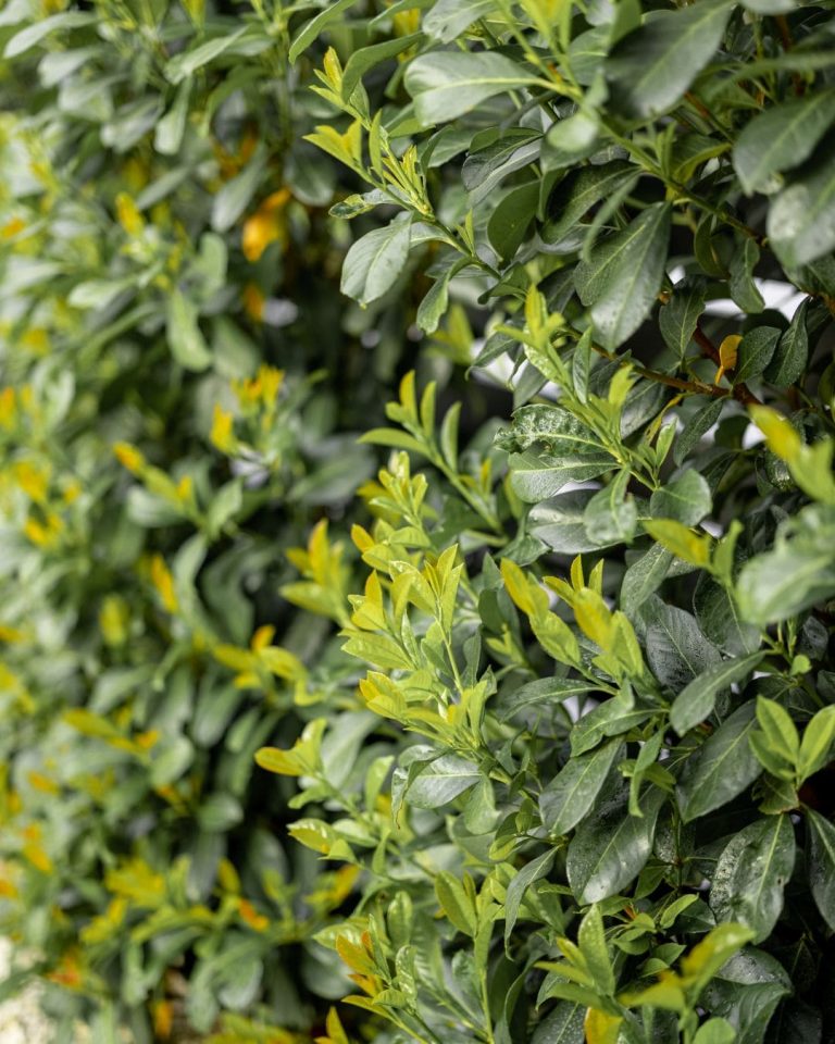 Looking for Privacy? These 14 Shrubs Grow Fast and Block Views - Plantisima