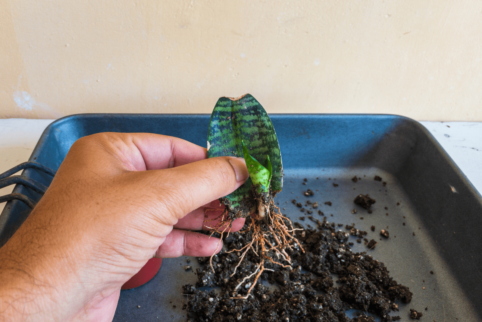 Grow Your Own Snake Plant Cluster with These Proven Propagation Methods