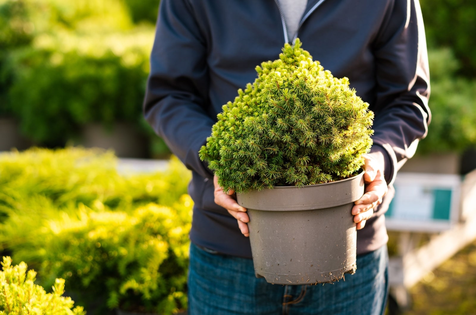 Create a Miniature Forest in Your Backyard with These 10 Potted Tree ...