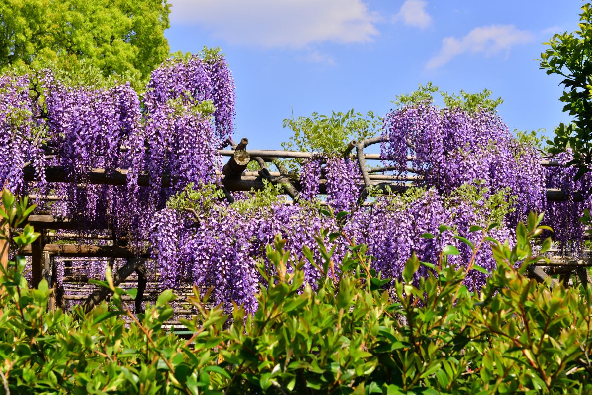 How To Grow And Control Wisteria - Plantisima