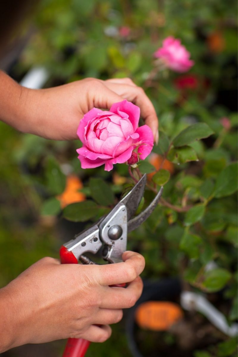 Follow These 5 Steps to Properly Prune Your Roses - Plantisima