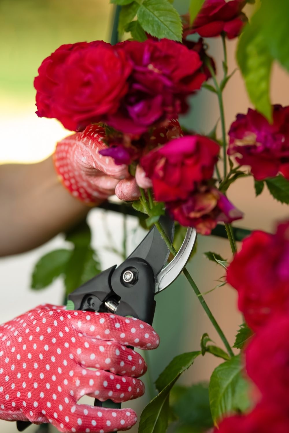 Follow These 5 Steps to Properly Prune Your Roses - Plantisima