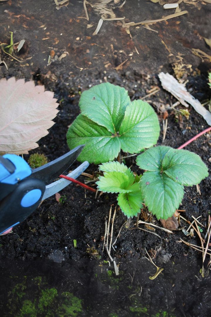 3 Must-Do Fall Tasks for Thriving Strawberry Plants (And a Key Mistake ...