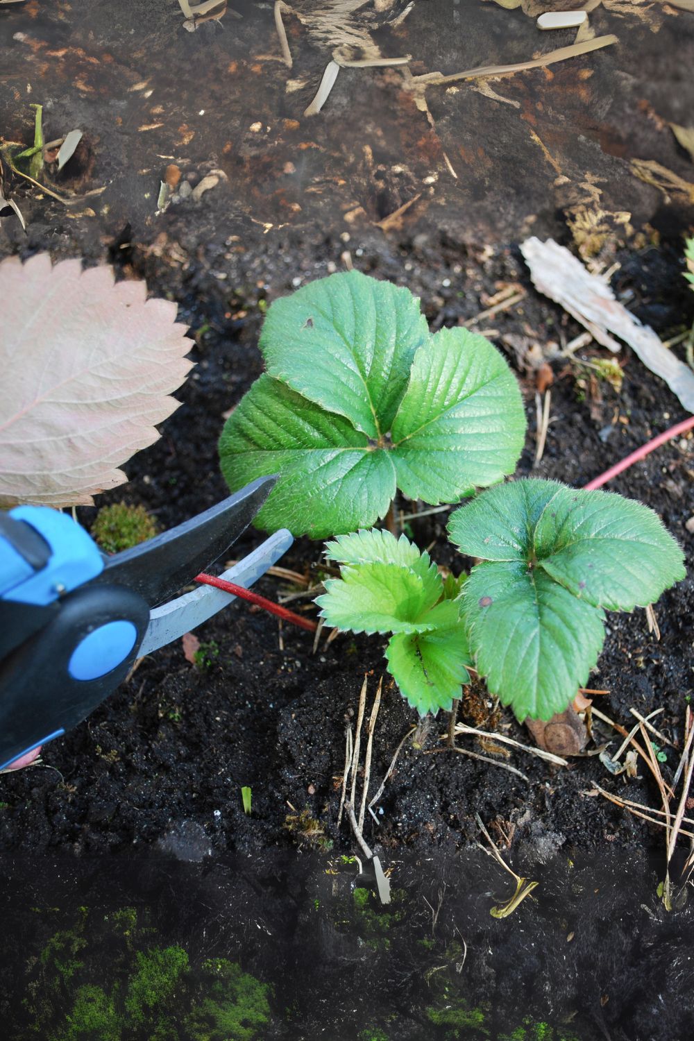 3 Must-Do Fall Tasks for Thriving Strawberry Plants (And a Key Mistake ...