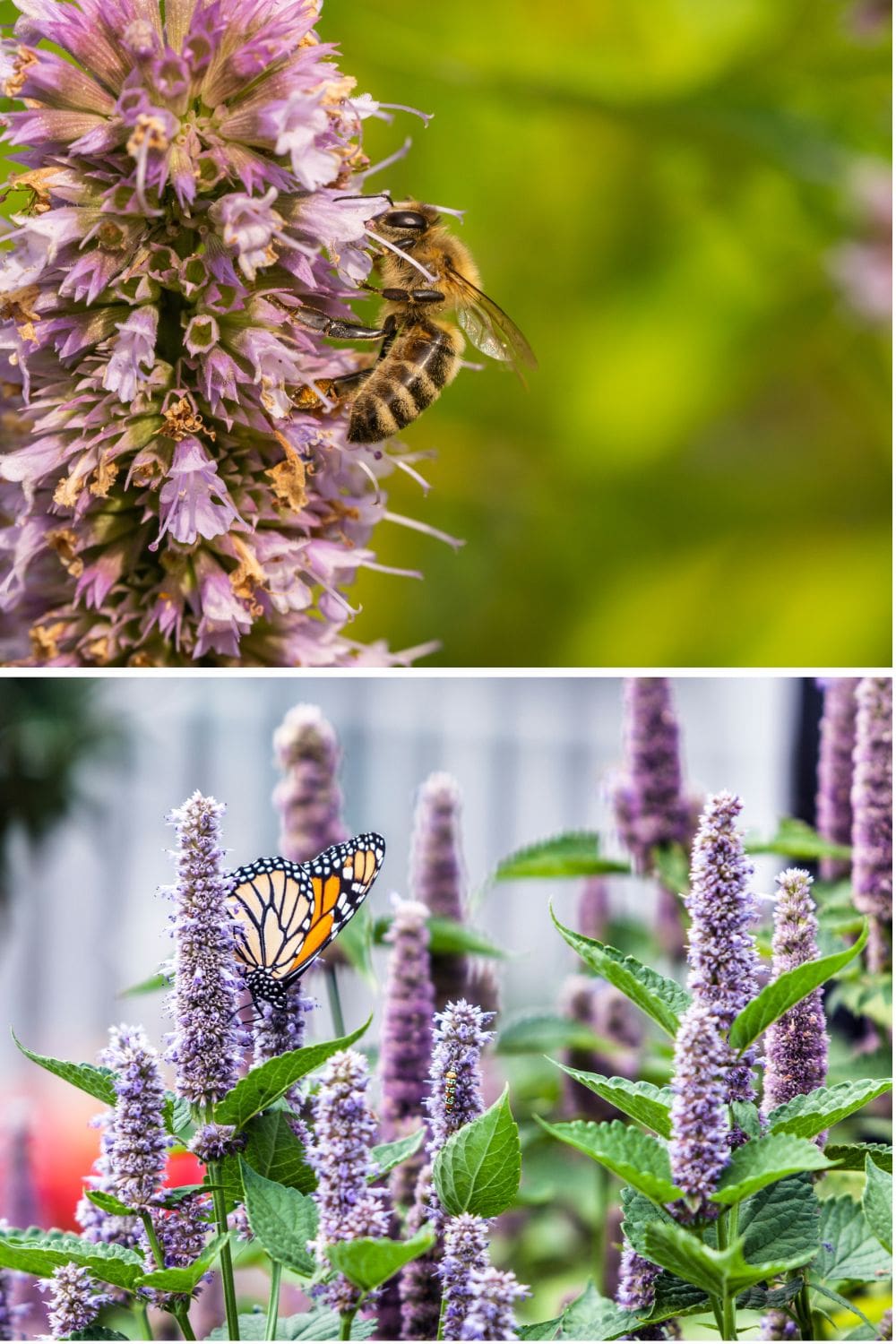 6 Reasons You Should Be Growing Anise Hyssop and How to Care for It ...