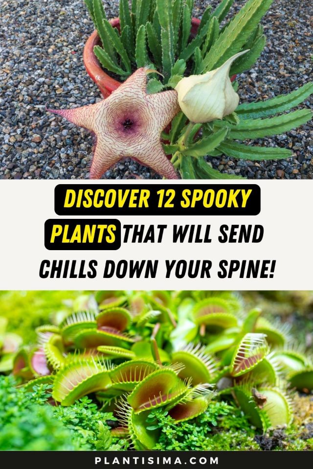 Discover 12 Spooky Plants That Will Send Chills Down Your Spine ...
