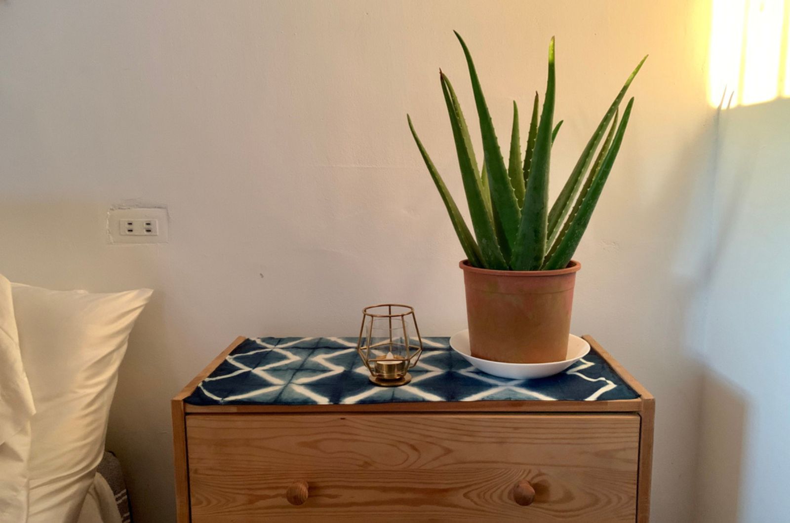 7 Must-Know Aloe Plant Tips Every Owner Shouldn’t Miss - Plantisima