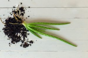 7 Must-Know Aloe Plant Tips Every Owner Shouldn’t Miss - Plantisima