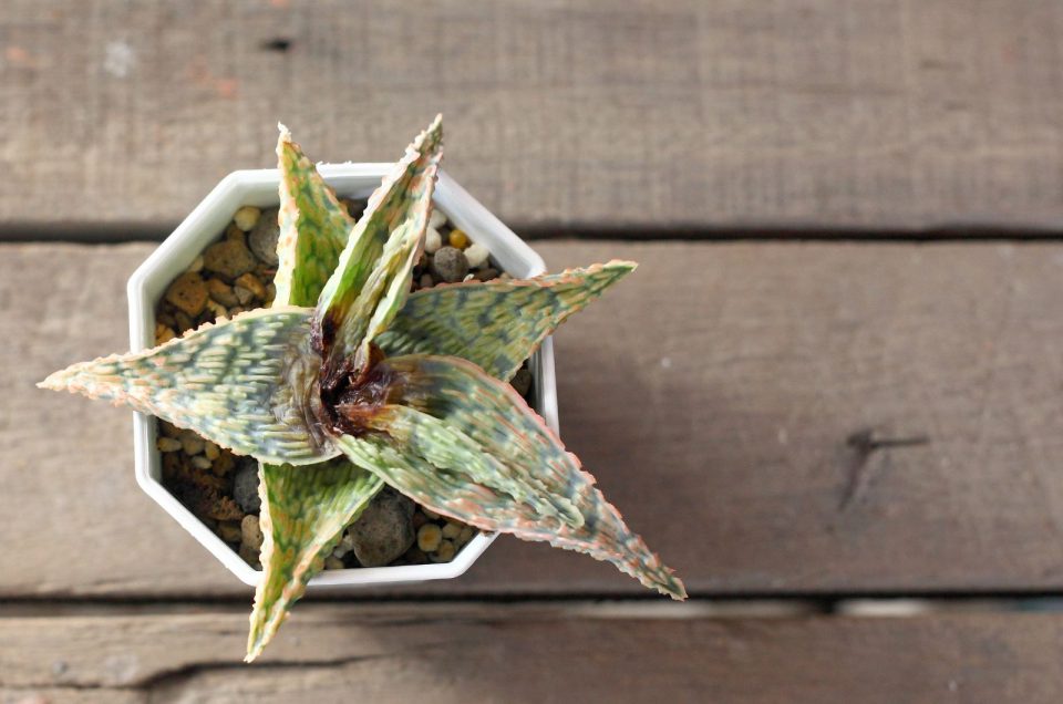 7 Must-Know Aloe Plant Tips Every Owner Shouldn’t Miss - Plantisima