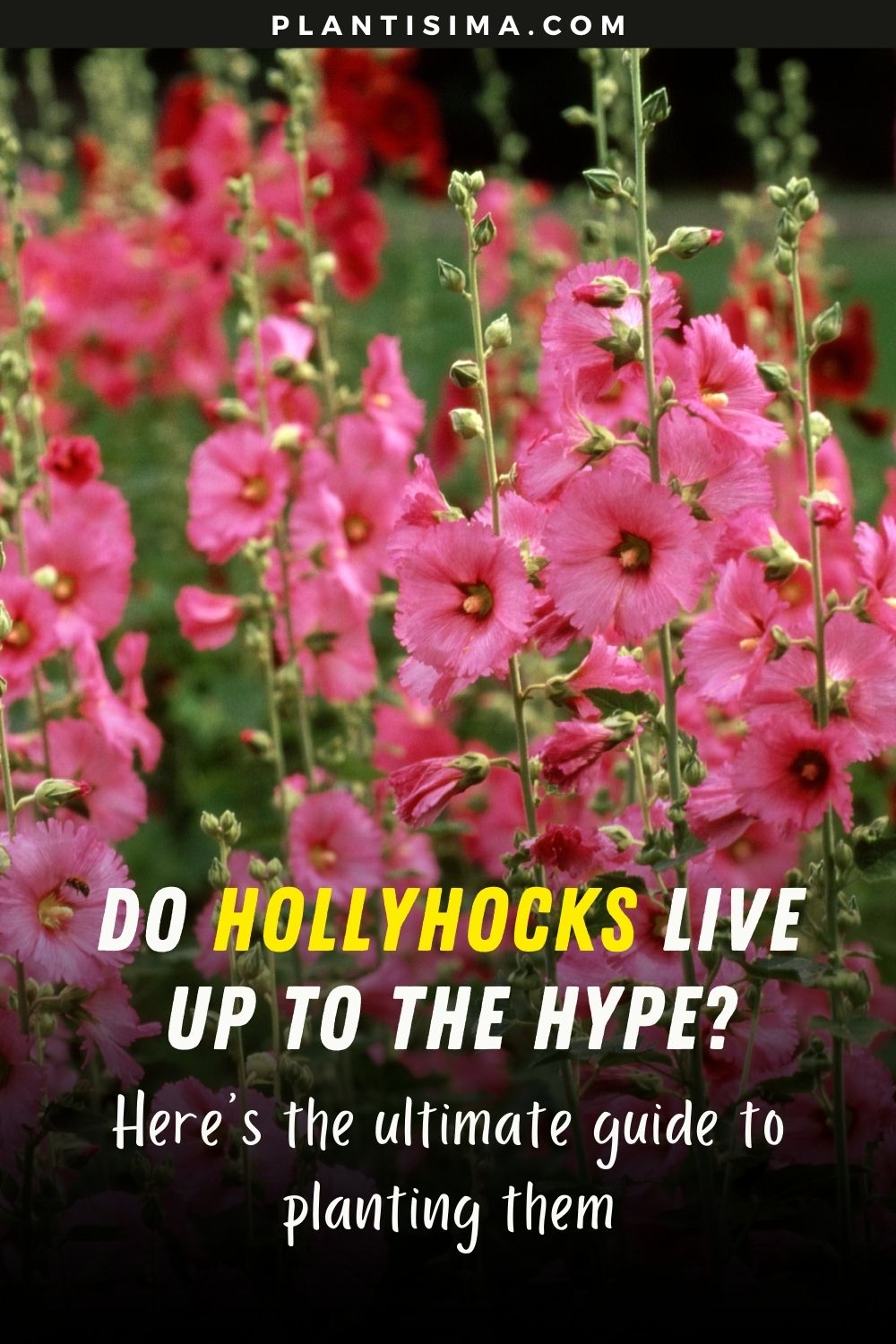 Do hollyhocks live up to the hype? Here’s the ultimate guide to ...