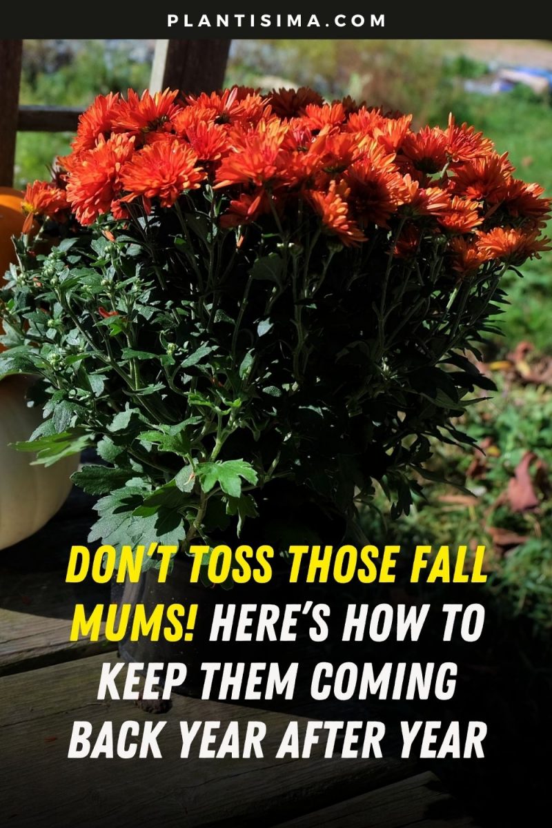 Don’t Toss Those Fall Mums! Here’s How to Keep Them Coming Back Year ...
