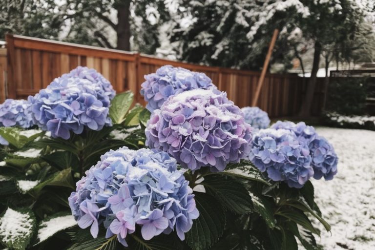 6 Essential Winter Care Tips for Hydrangeas - Plantisima