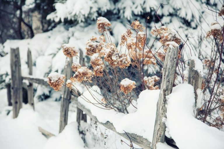 6 Essential Winter Care Tips for Hydrangeas