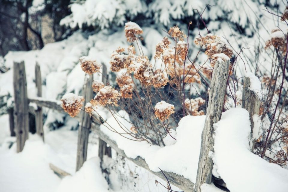 6 Essential Winter Care Tips for Hydrangeas