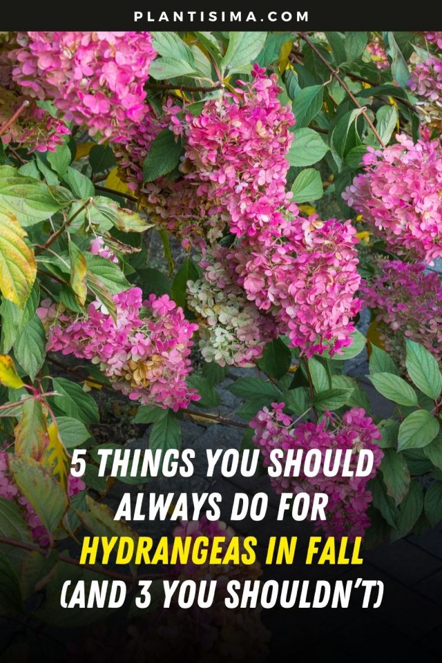 5 Things You Should Always Do for Hydrangeas in Fall (And 3 You Shouldn ...
