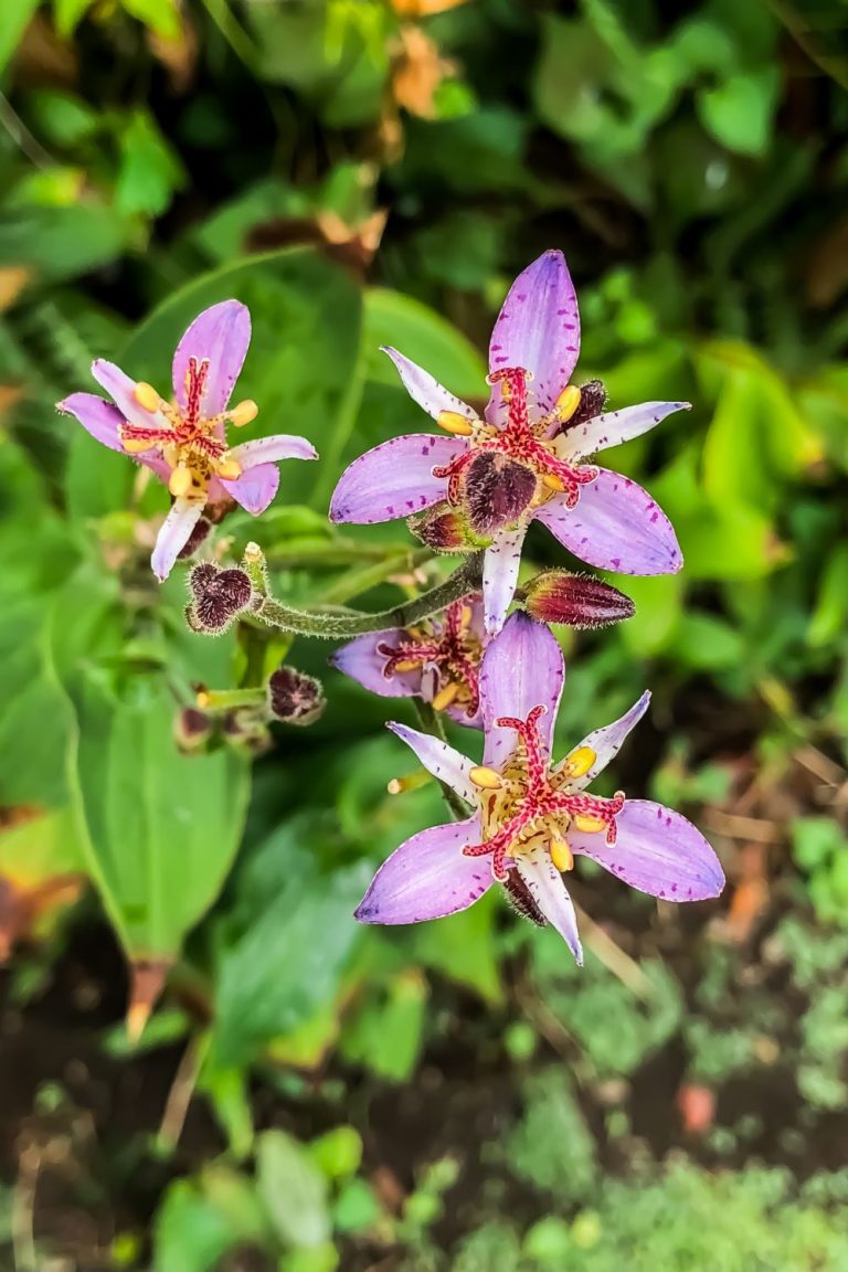 Get Your Garden Blooming in October with These 7 Colorful Fall Flowers!