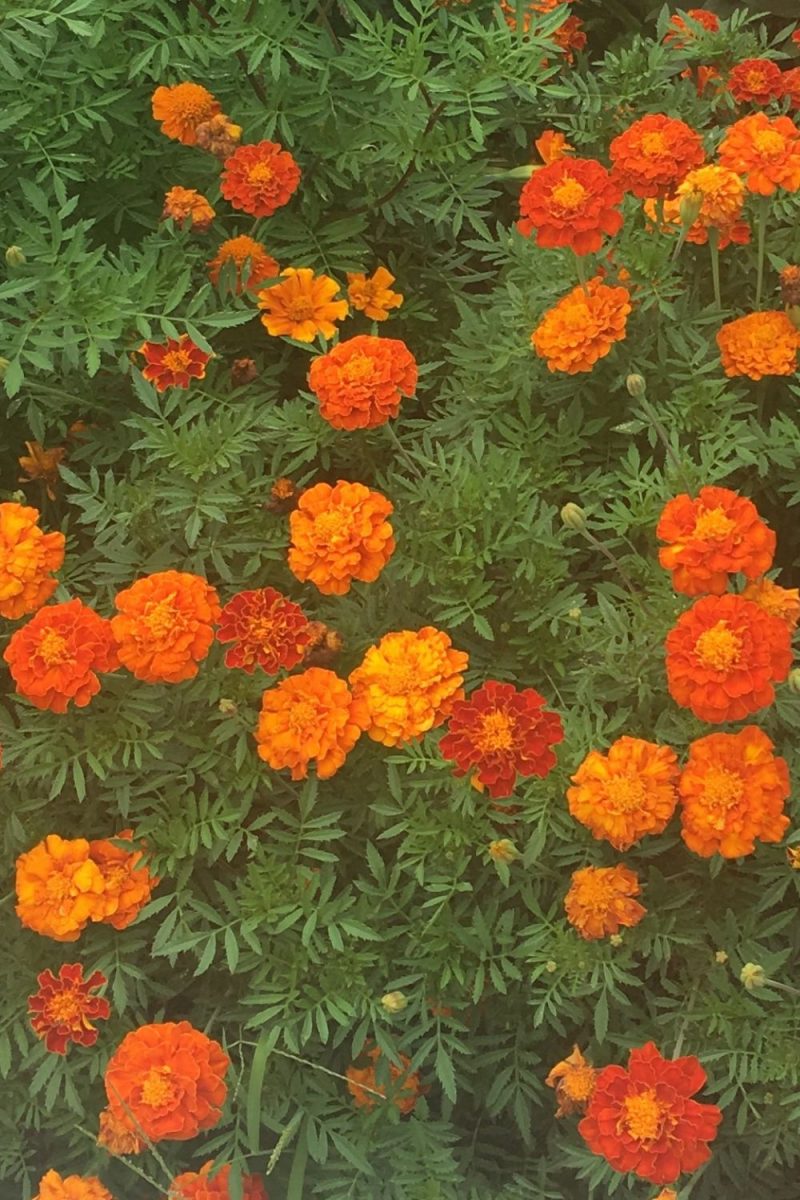15 Fall Blooming Annuals You Must Plant for a Vibrant Autumn Garden ...