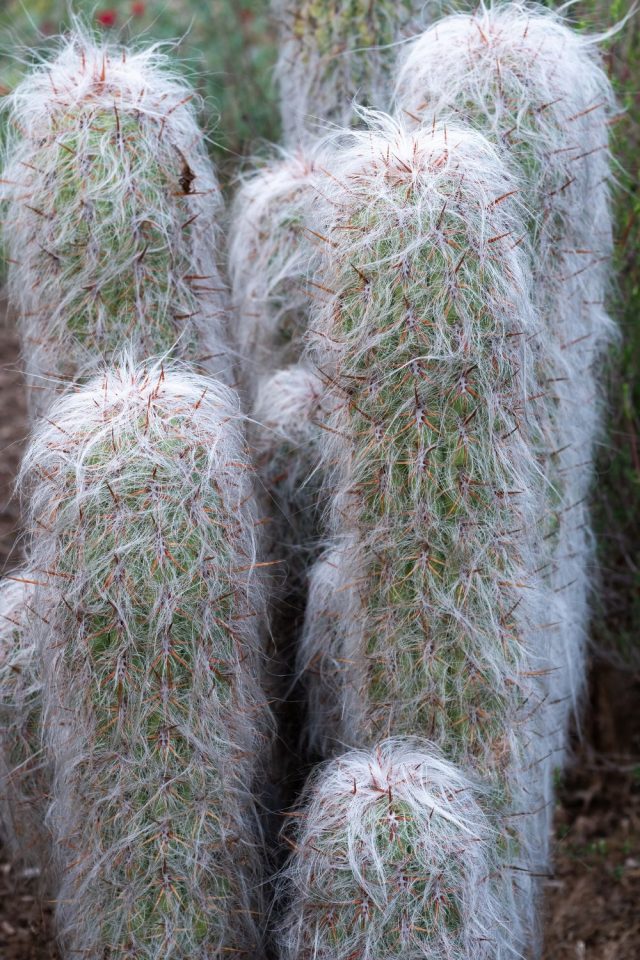 Discover 12 Spooky Plants That Will Send Chills Down Your Spine ...