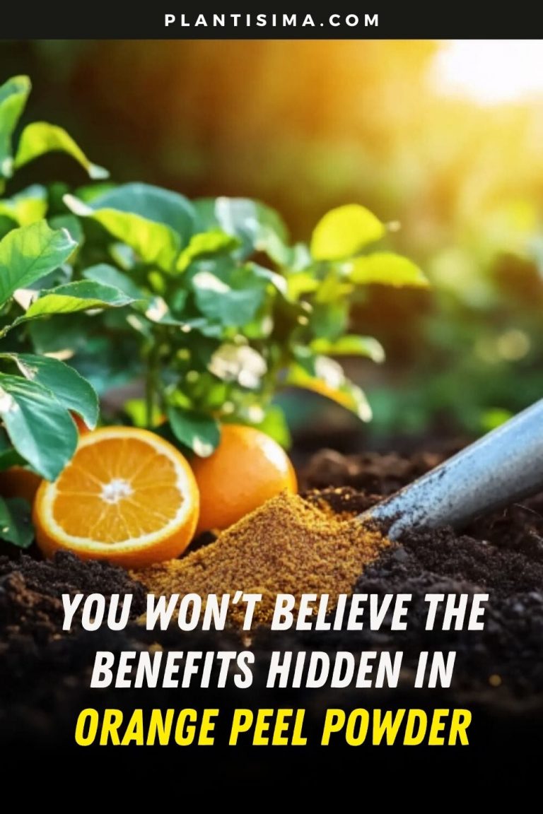 You Won’t Believe the Benefits Hidden in Orange Peel Powder - Plantisima