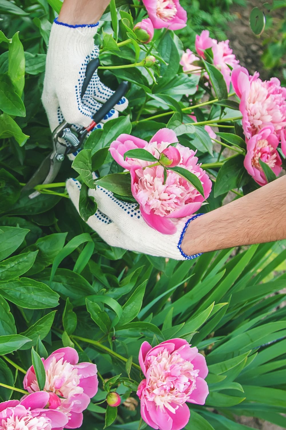 When to Prune Your Peonies for a Stunning Bloom Next Season - Plantisima