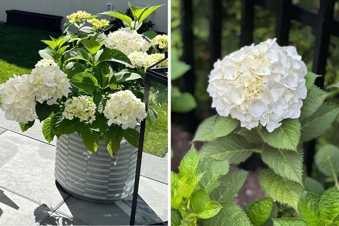 6 Essential Winter Care Tips for Hydrangeas - Plantisima