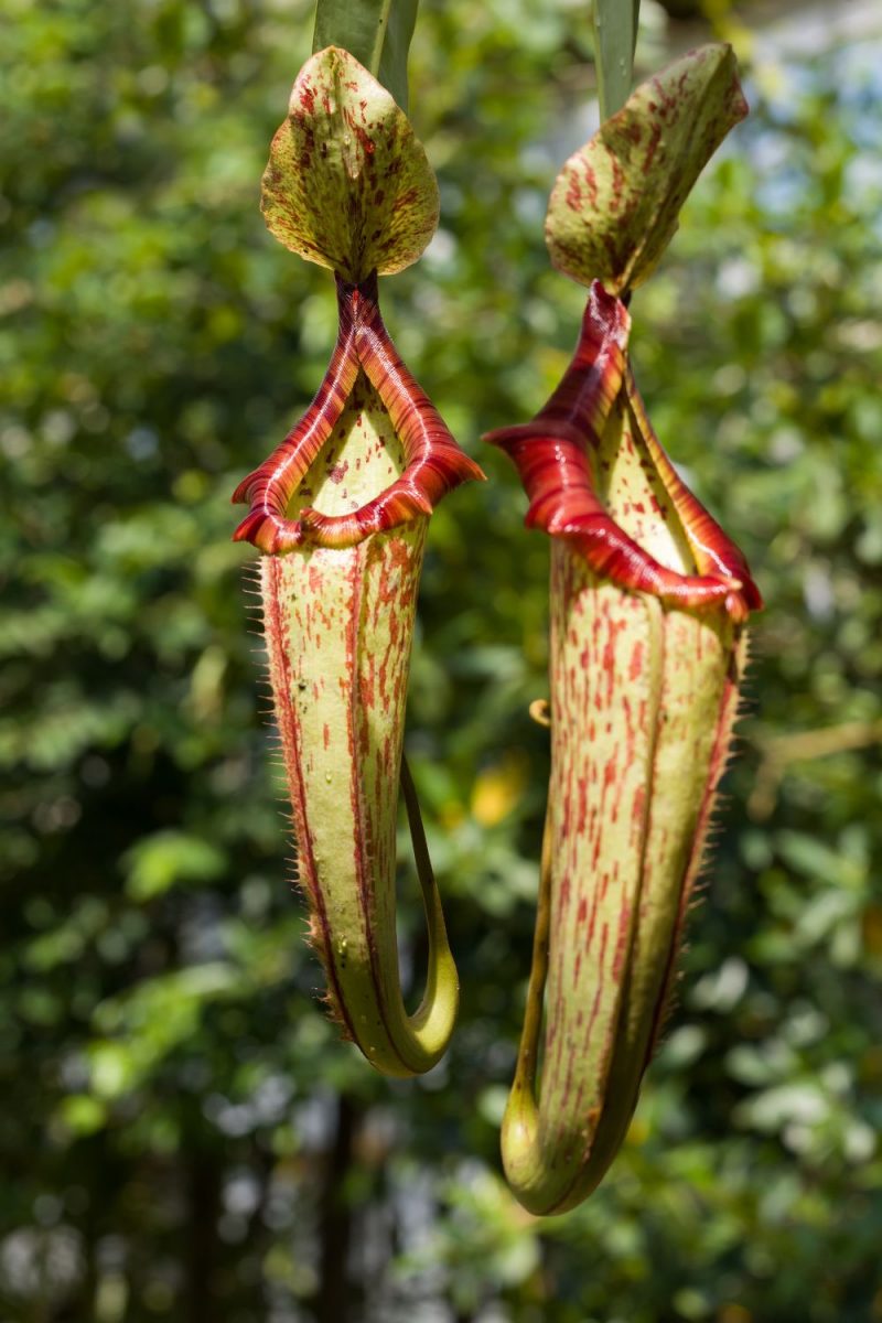 Discover 12 Spooky Plants That Will Send Chills Down Your Spine ...
