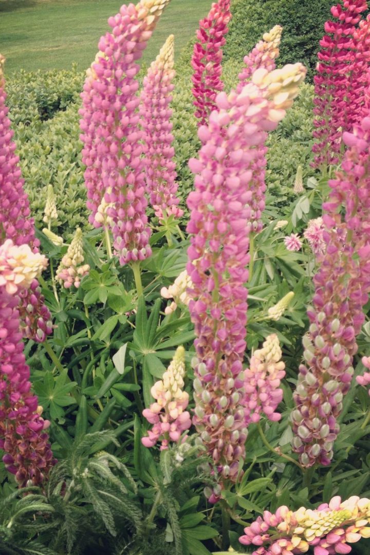 15 Fall Blooming Annuals You Must Plant for a Vibrant Autumn Garden ...