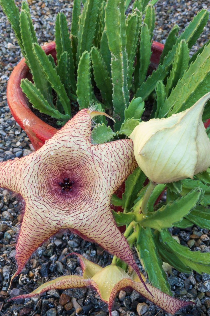 Discover 12 Spooky Plants That Will Send Chills Down Your Spine ...